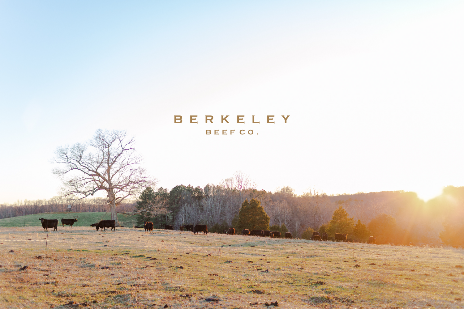 Berkeley Beef Co.